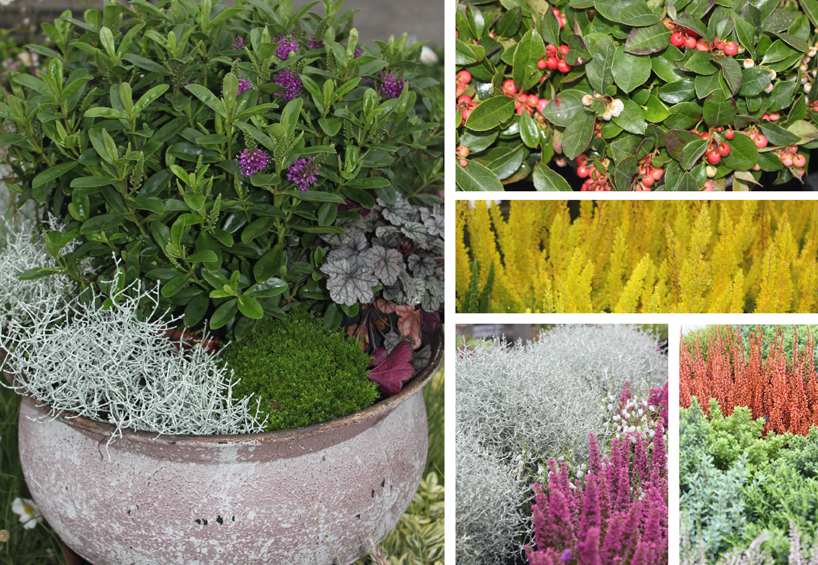 Taimimyymälän syksy - Viherlandia